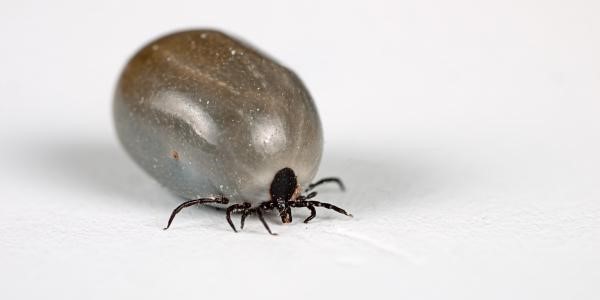 Hoe plant een teek zich voort? // Hulpverleningszone Zuid-West-Limburg