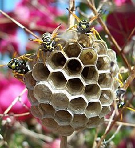 Meld hier een wespennest // Hulpverleningszone Zuid-West-Limburg